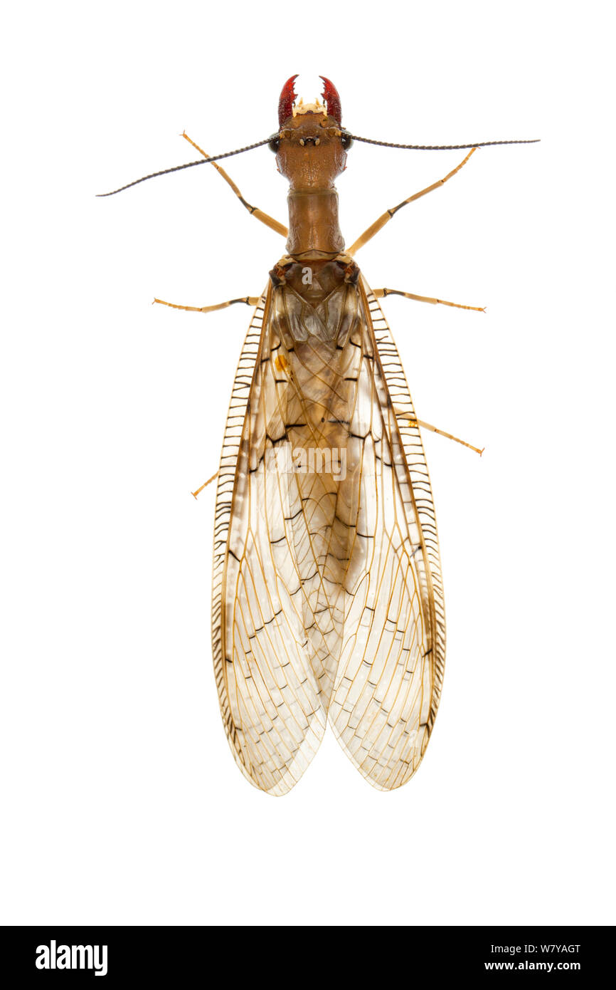 Dobsonfly hi-res stock photography and images - Alamy