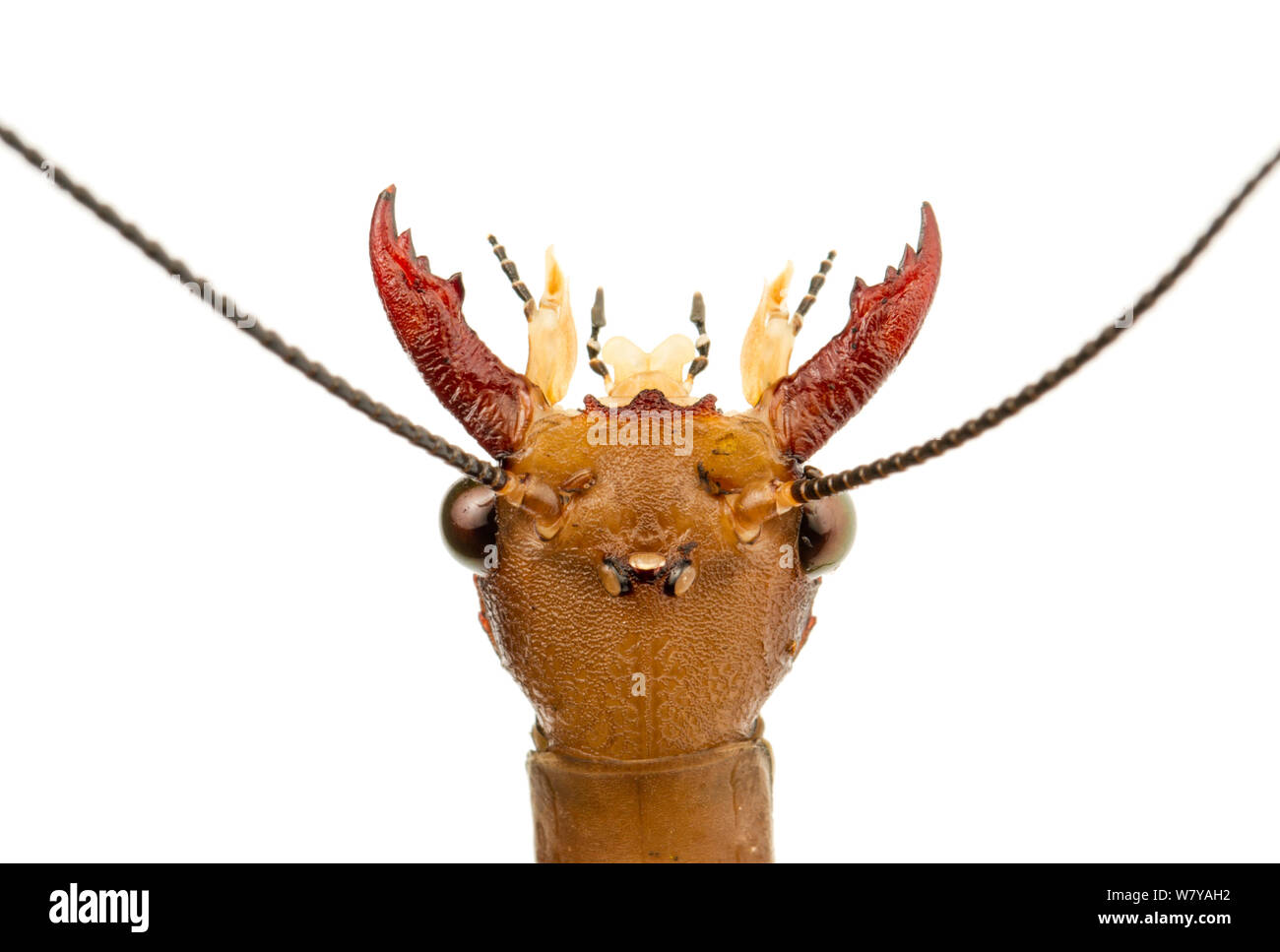 Insect mouthparts hi-res stock photography and images - Alamy