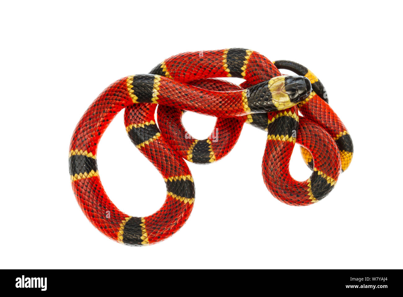 Variable coral snake (Micrurus diastema) venomous species. Blue Hole ...