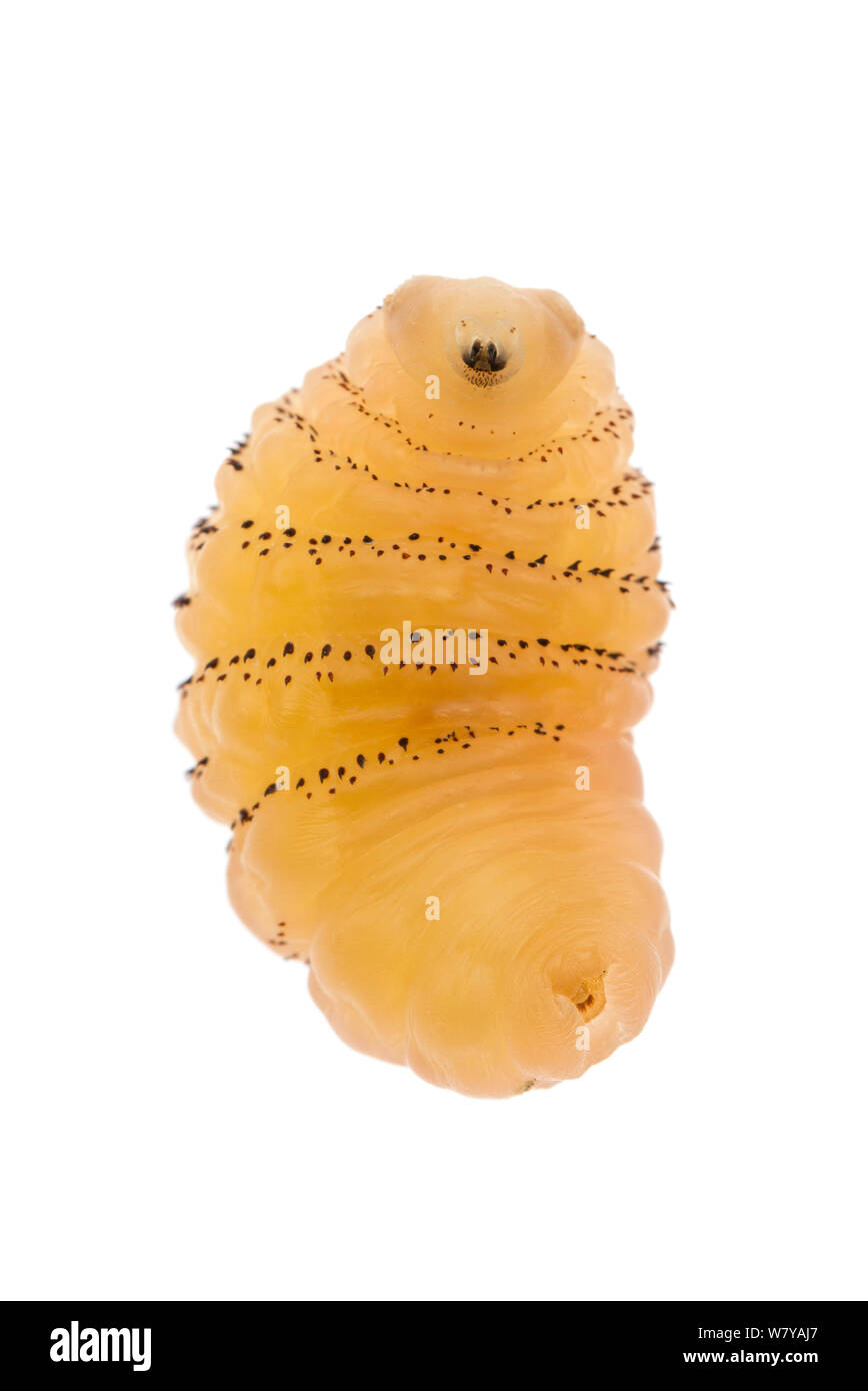Human Botfly Dermatobia Hominis Larva Cayo District Belize Project