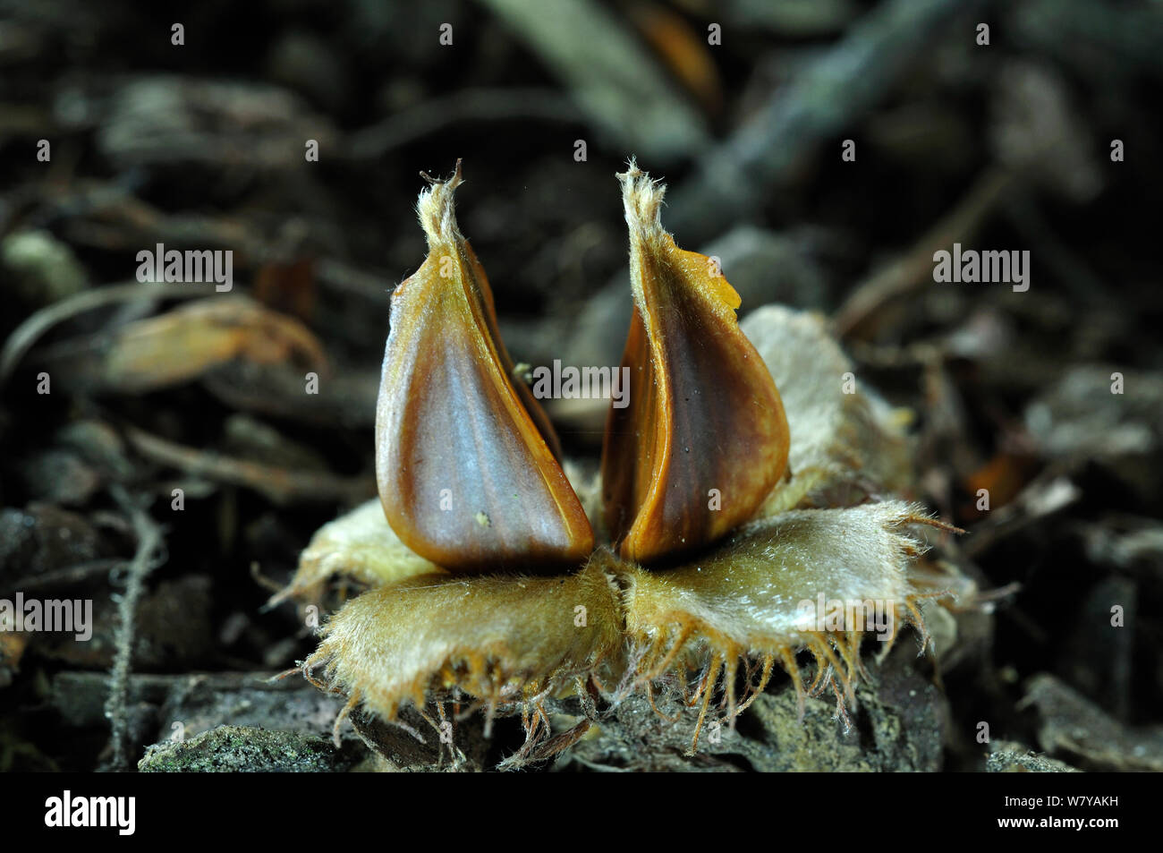 Beech nuts hi-res stock photography and images - Alamy