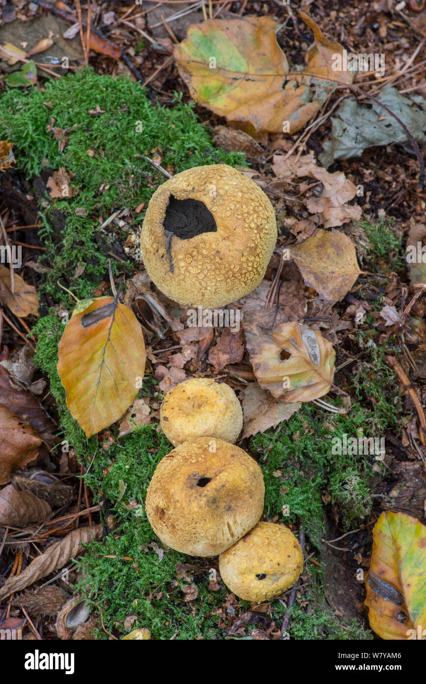 Fungus releasing spores uk hi-res stock photography and images - Alamy