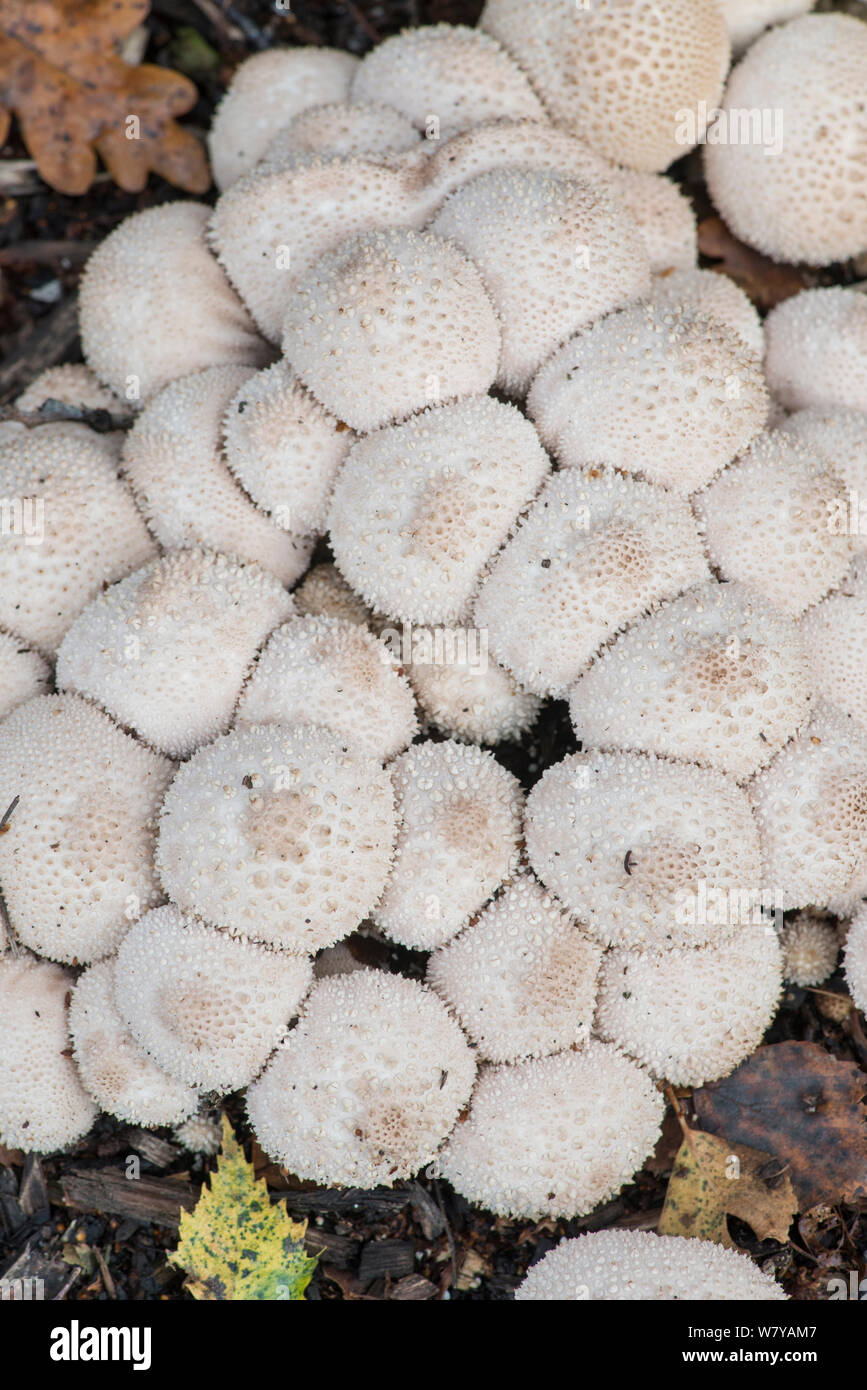Puffball fungus hi-res stock photography and images - Alamy