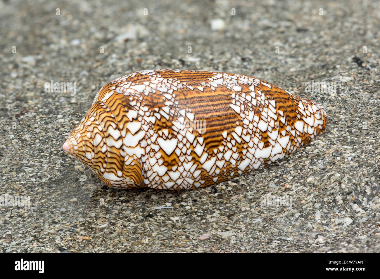 Cone shell hi-res stock photography and images - Alamy
