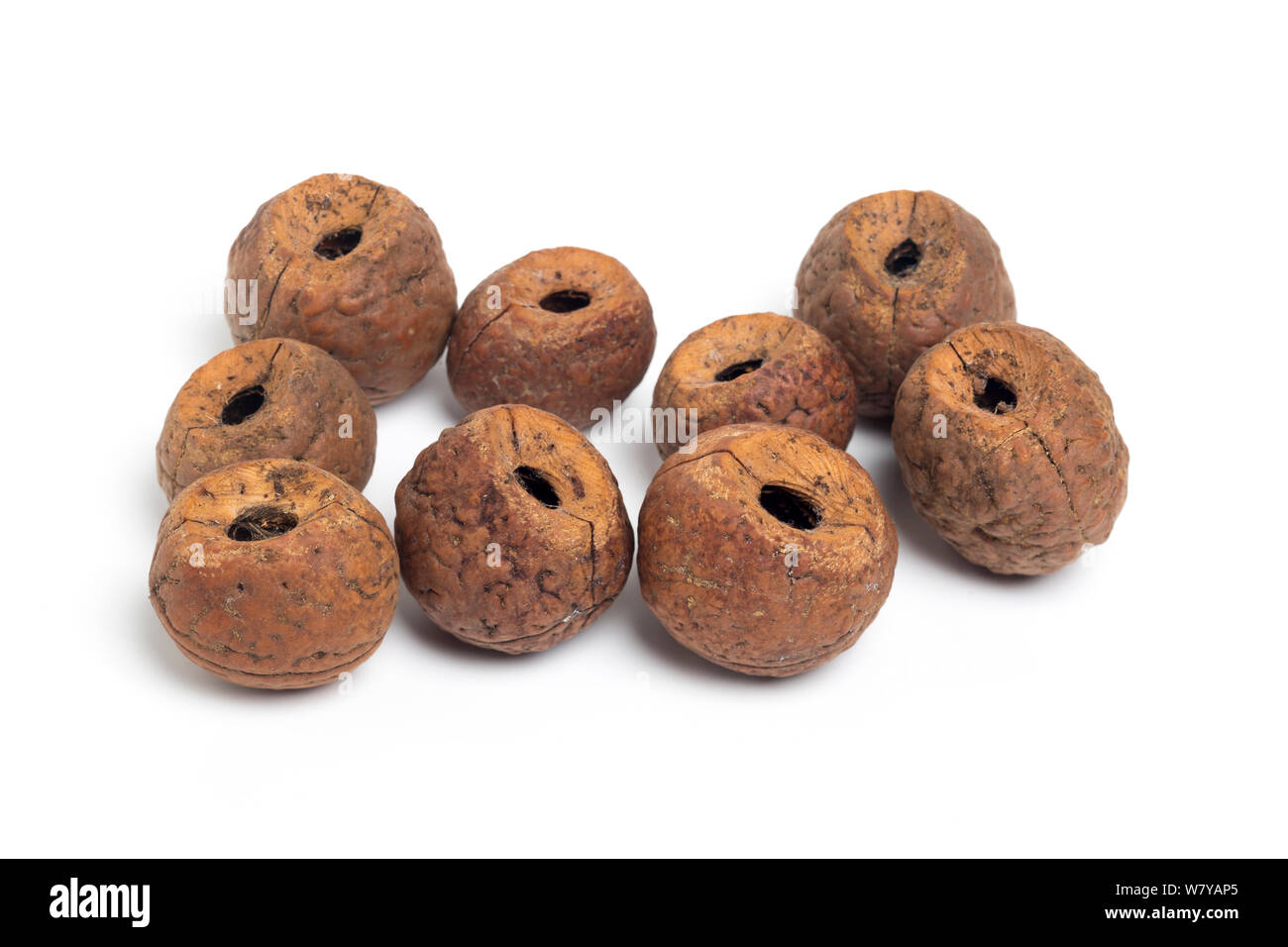 Empty nut shells opened by parakeets, Sri Lanka Stock Photo - Alamy