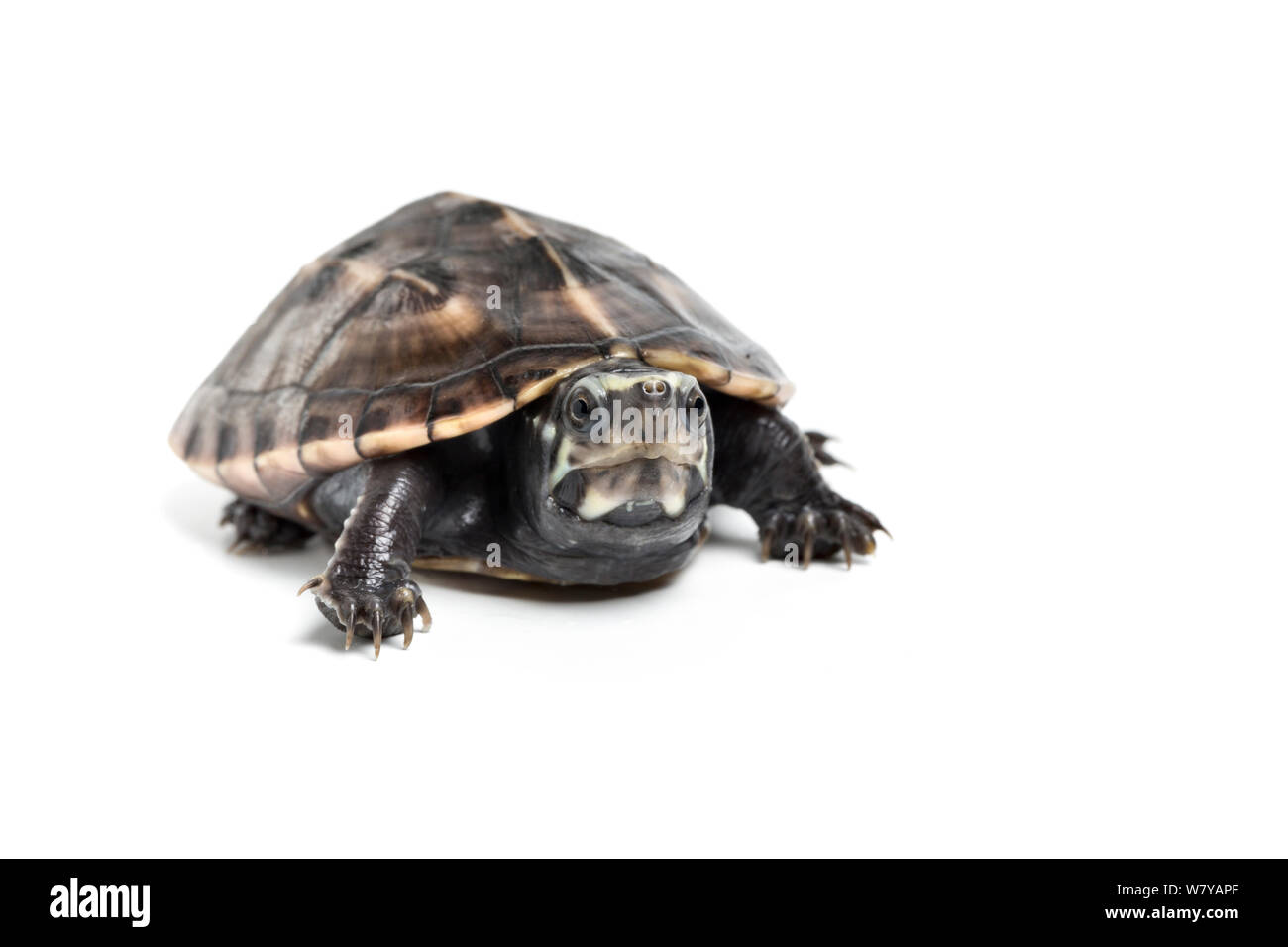 Three-striped mud turtle (Kinosternon baurii) sub-adult. Captive ...