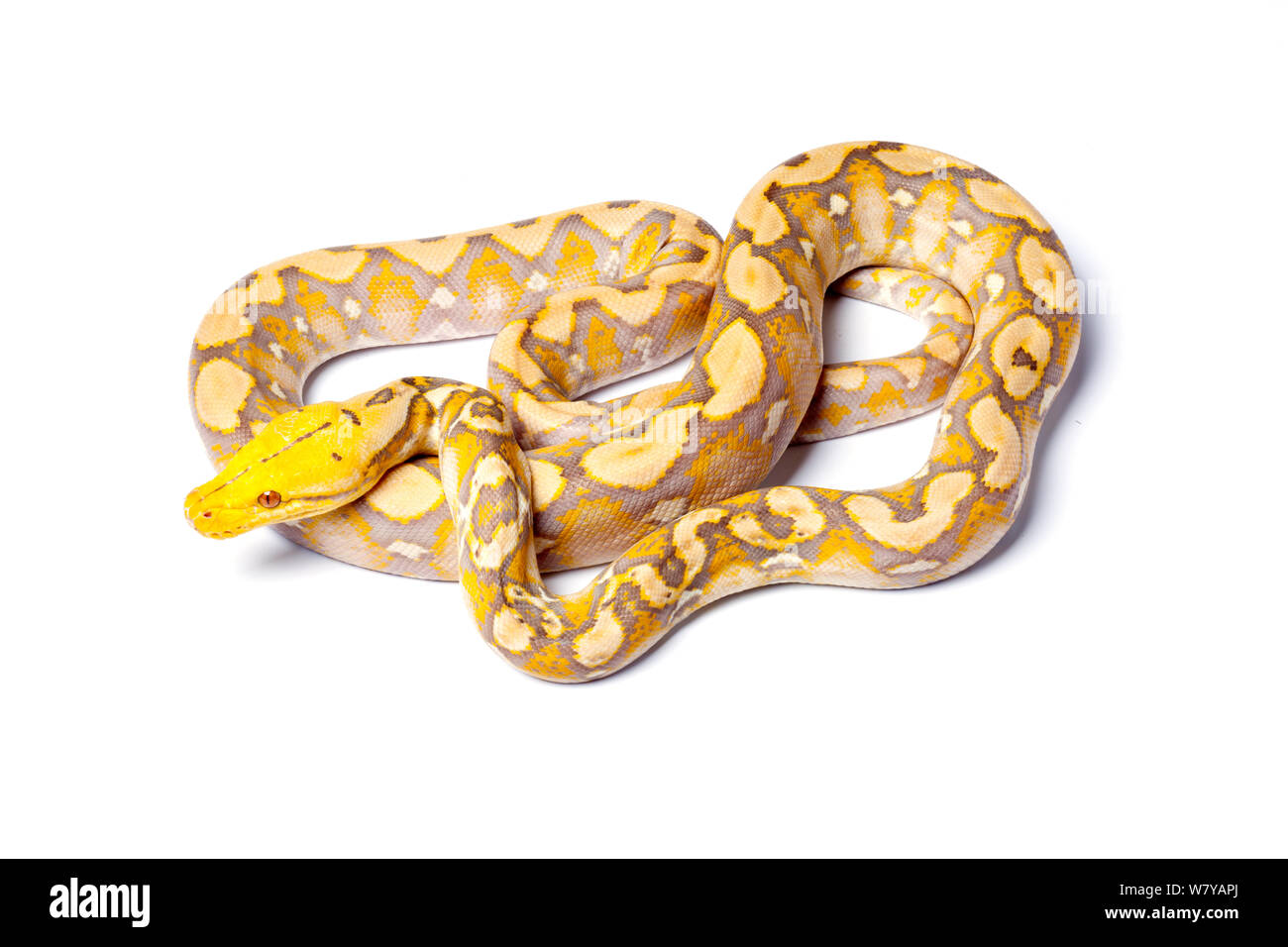Reticulated python (Python reticulatus) 'lavender' form, on white ...