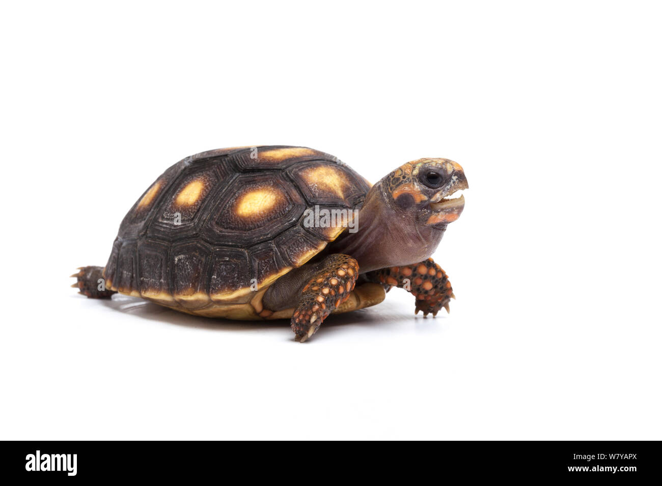 Testudo tabulata Cut Out Stock Images & Pictures - Alamy