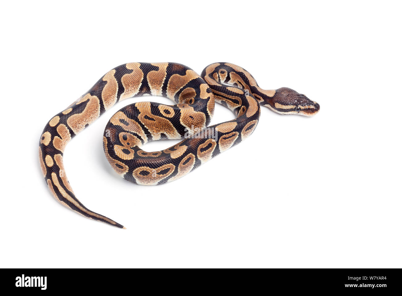 Royal python (Python regius) on white background, occurs in West Africa ...