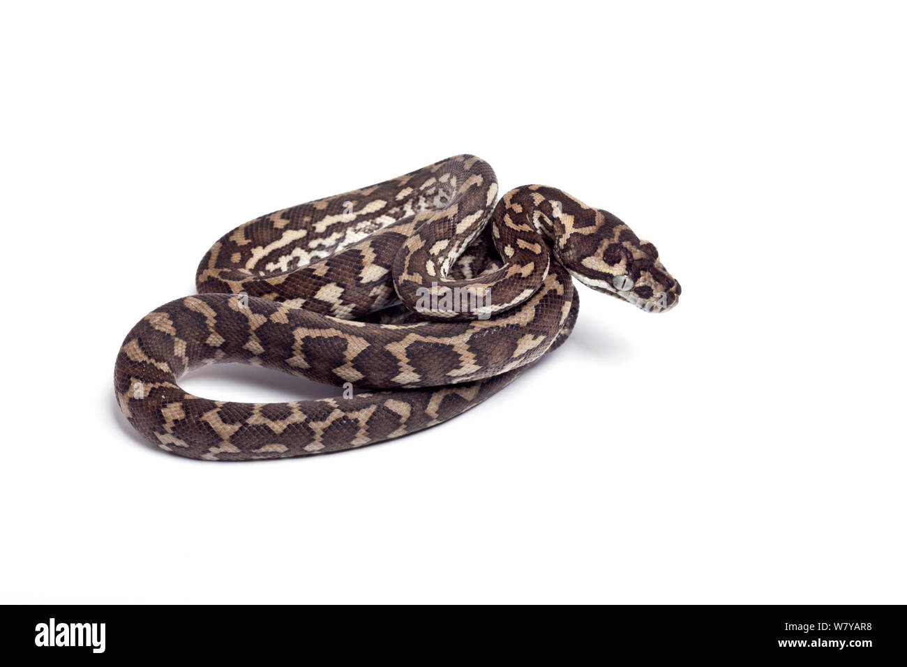 Carpet python (Morelia spilota) hatchling on white background, occurs ...