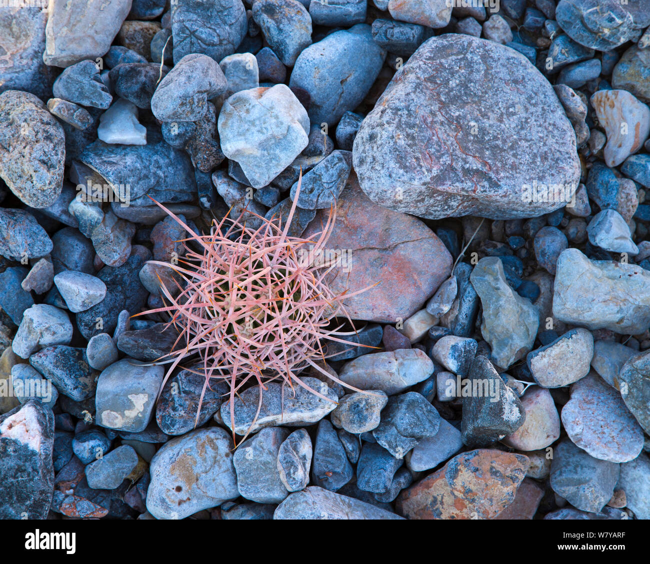 Cotton top cactus (Echinocactus polycephalus) among rocks, Death Valley ...