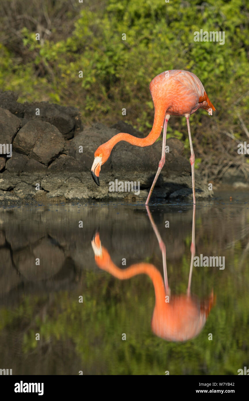 Phoenicopterus ruber galapagos animalia aves phoenicopteriformes ...