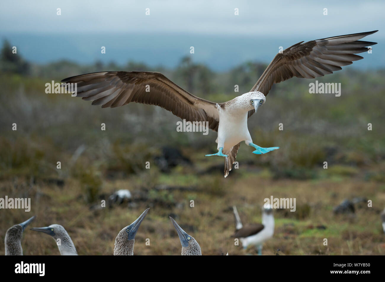 Blue footed booby landing hi-res stock photography and images - Alamy