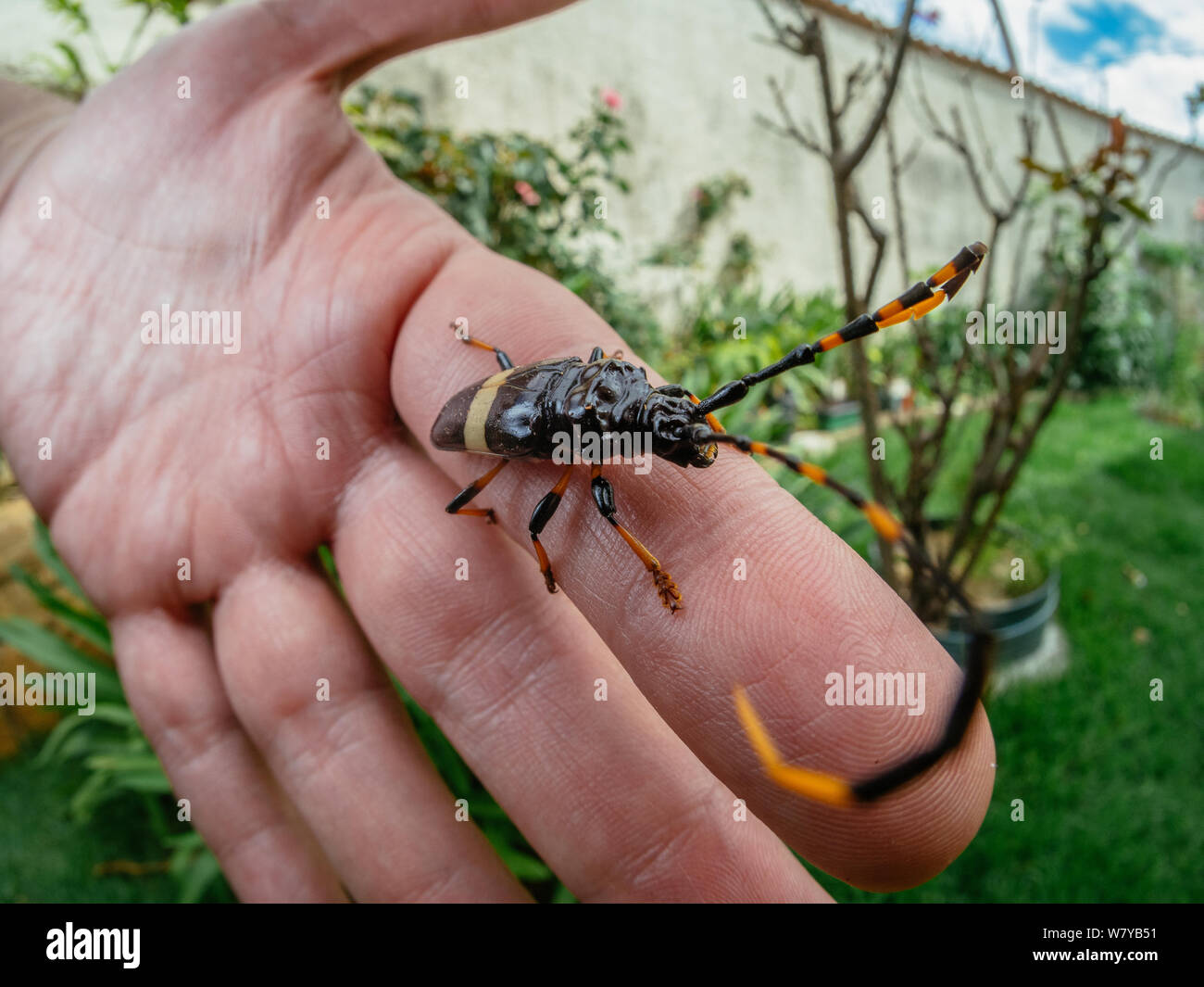 Long-horn beetle with big antenna on a human hand, insect found in a ...
