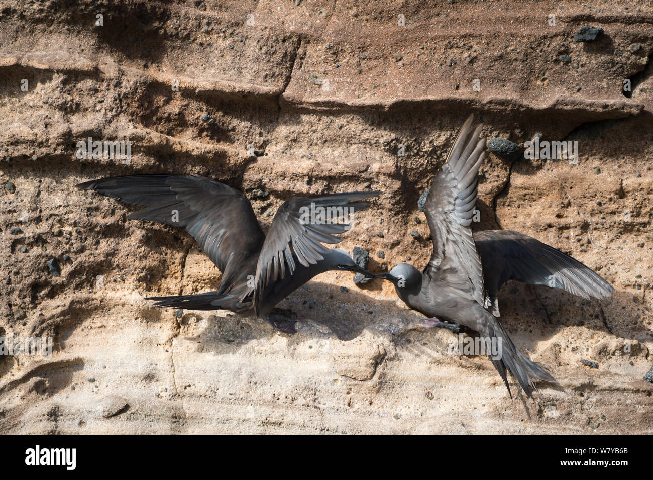 Brown noddy (Anous stolidus) pair in courtship display, Punta Vicente ...