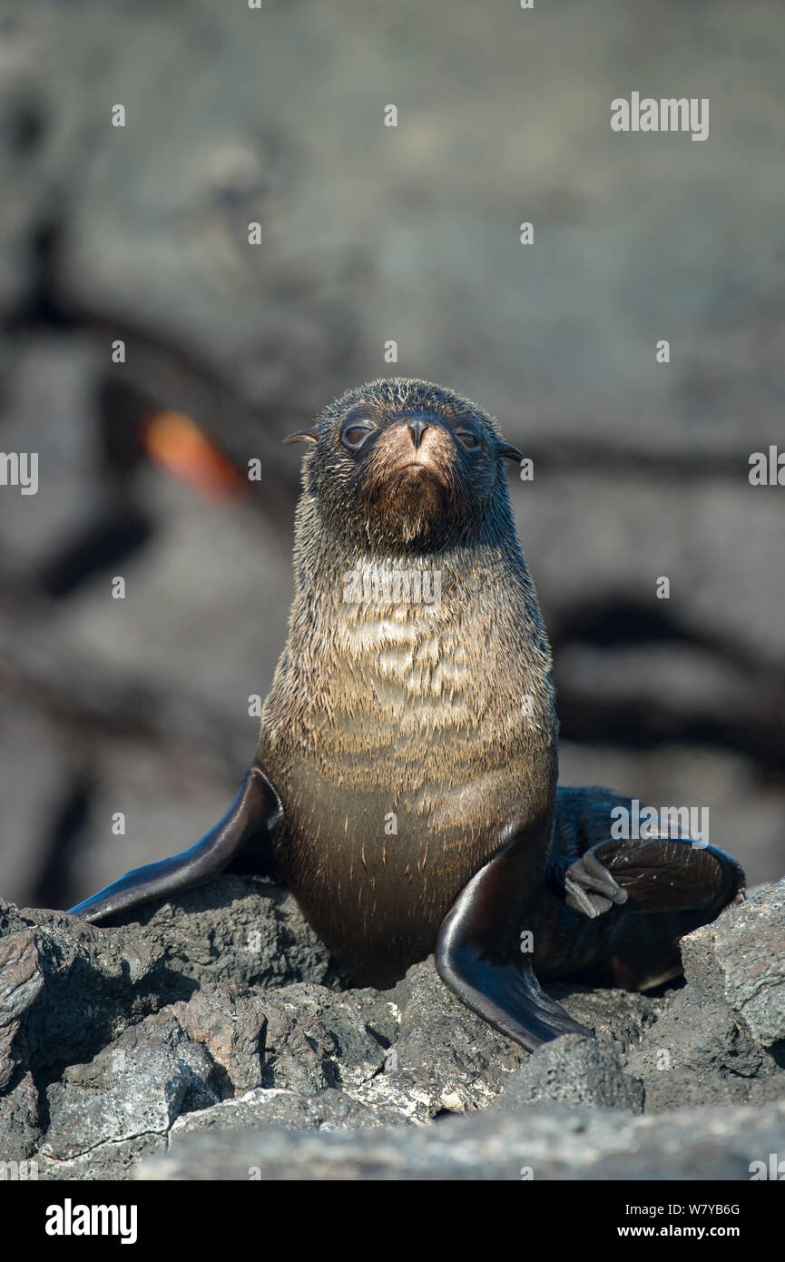 Galapagos fur seal (Arctocephalus galapagoensis) on rock, Galapagos ...