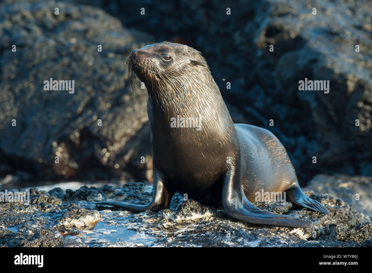 Galapagos fur seal (Arctocephalus galapagoensis) on rocks, Galapagos ...