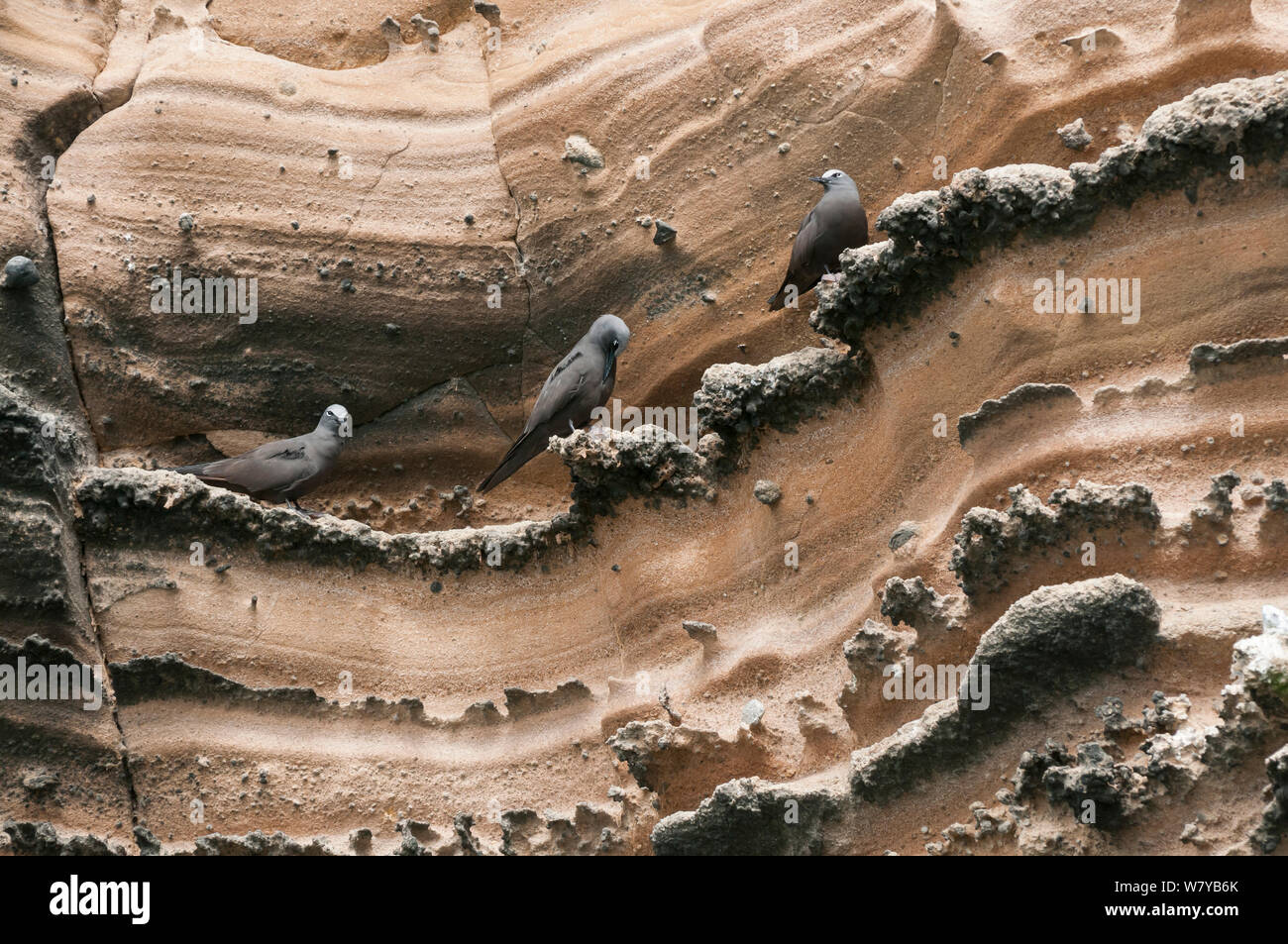Brown noddies (Anous stolidus) perched on rock face, Punta Vicente Roca ...