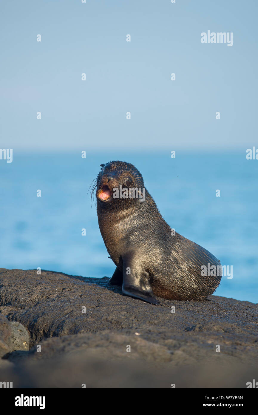 Galapagos fur seal (Arctocephalus galapagoensis) pup calling, Galapagos ...