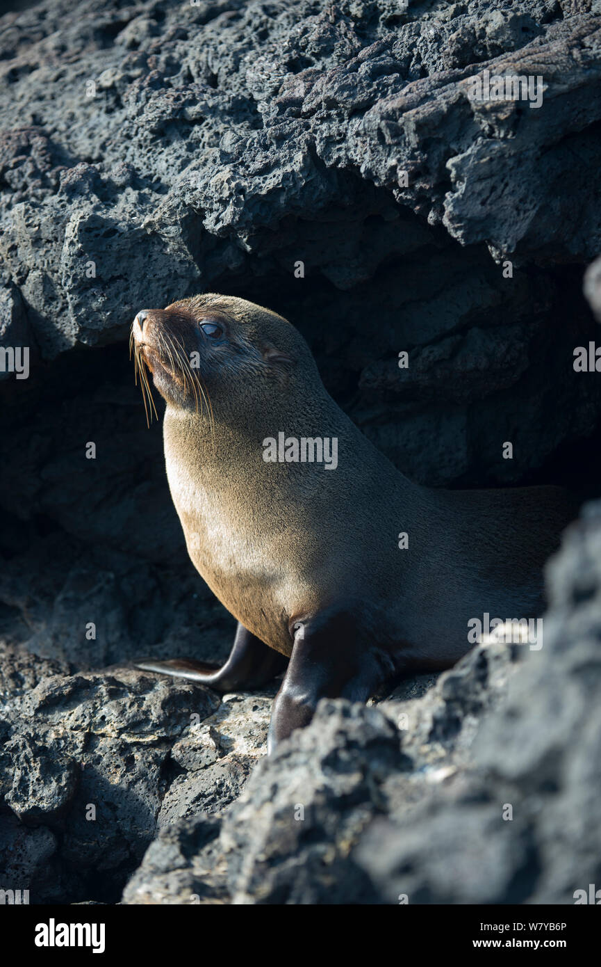 Galapagos fur seal (Arctocephalus galapagoensis) amongst rocks ...