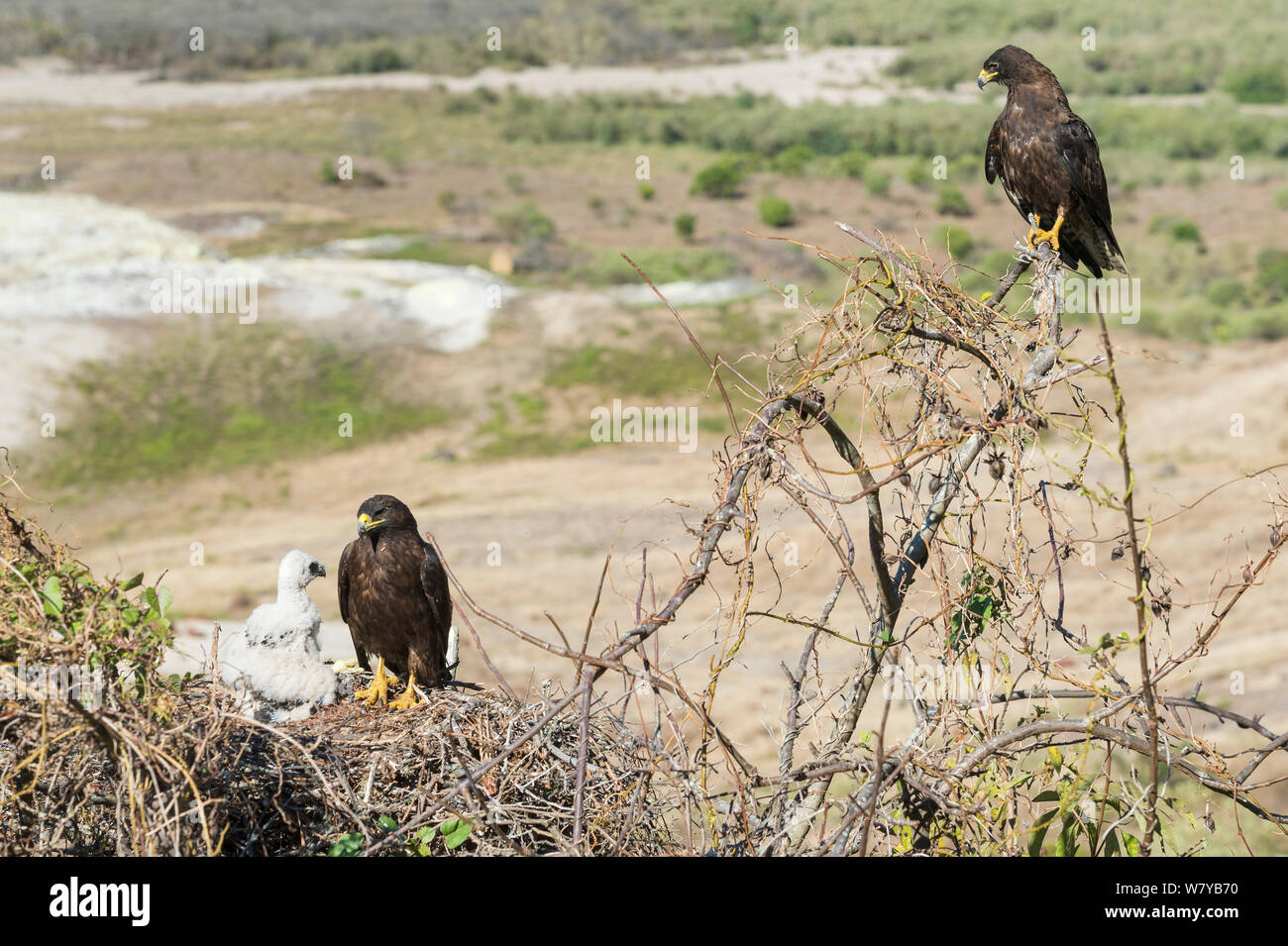 Galapagos hawk chick hi-res stock photography and images - Alamy