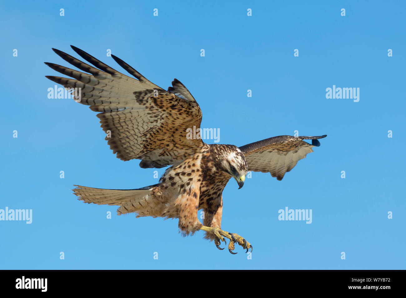 Galapagos hawk (Buteo galapagoensis) landing, Galapagos, Ecuador ...