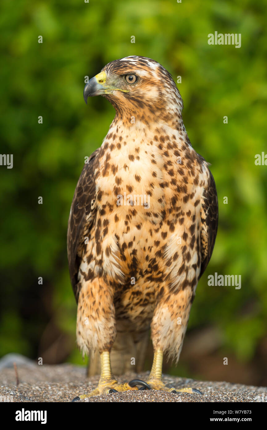 Galapagos hawk (Buteo galapagoensis) portrait, Galapagos, Ecuador ...