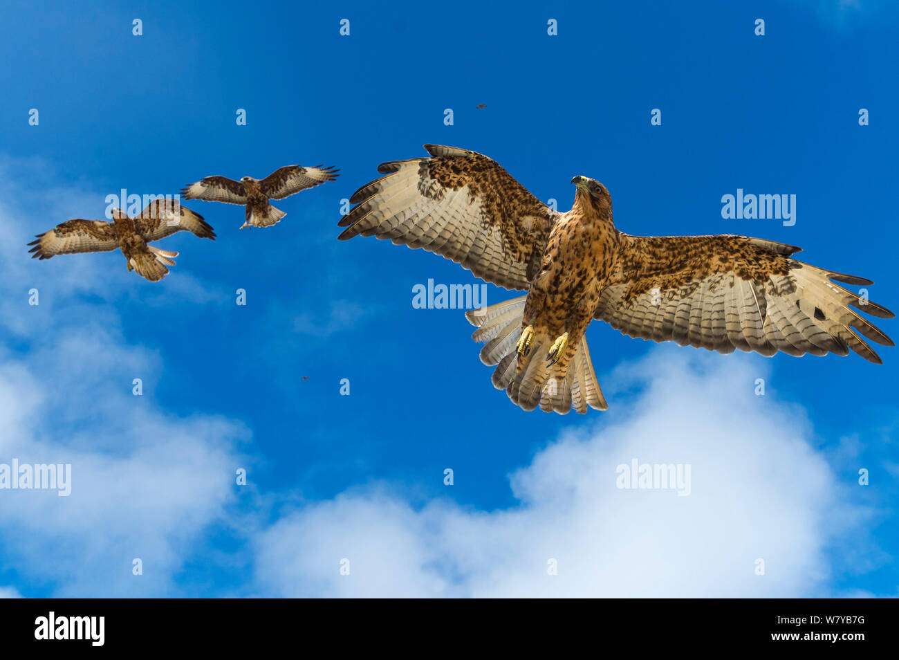 Galapagos hawks (Buteo galapagoensis) in flight, Galapagos, Ecuador ...