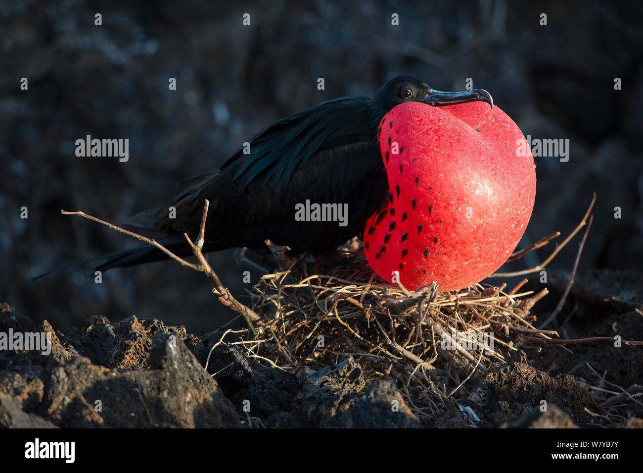 Great frigatebird (Fregata minor) male displaying inflated gular sac ...