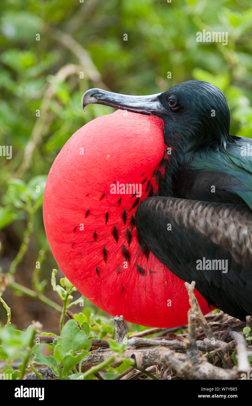 Great frigatebird (Fregata minor) male displaying inflated gular sac ...