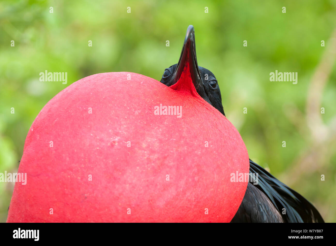 Great frigatebird (Fregata minor) male displaying inflated gular sac ...