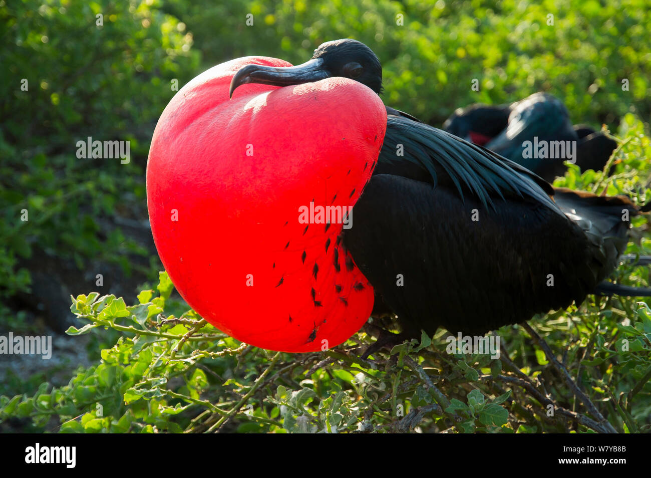 Great frigatebird (Fregata minor) male displaying inflated gular sac ...
