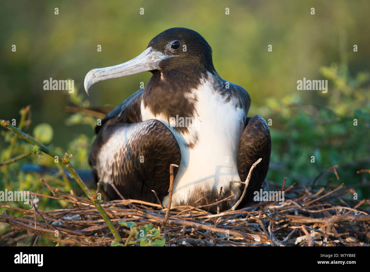 Magnificent frigate bird female hi-res stock photography and images - Alamy