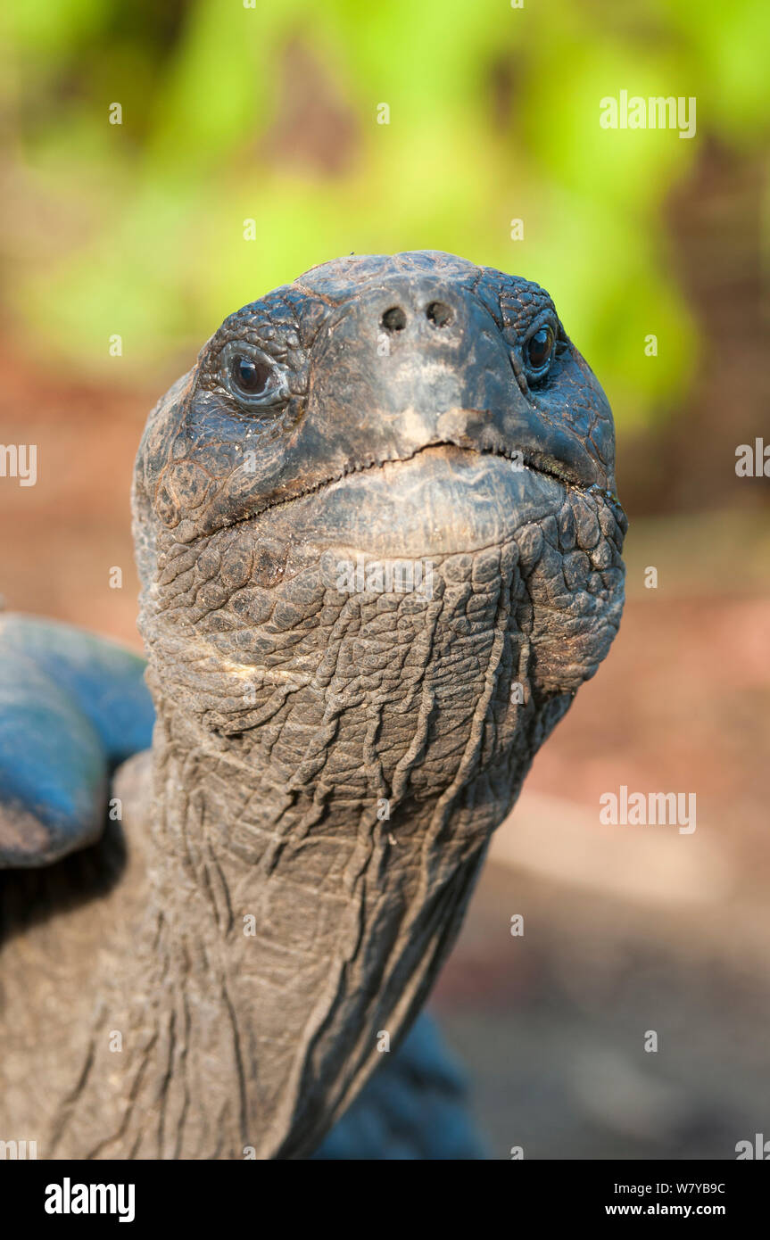 Alcedo Galapagos tortoise (Chelonoidis nigra vandenburghi) portrait ...