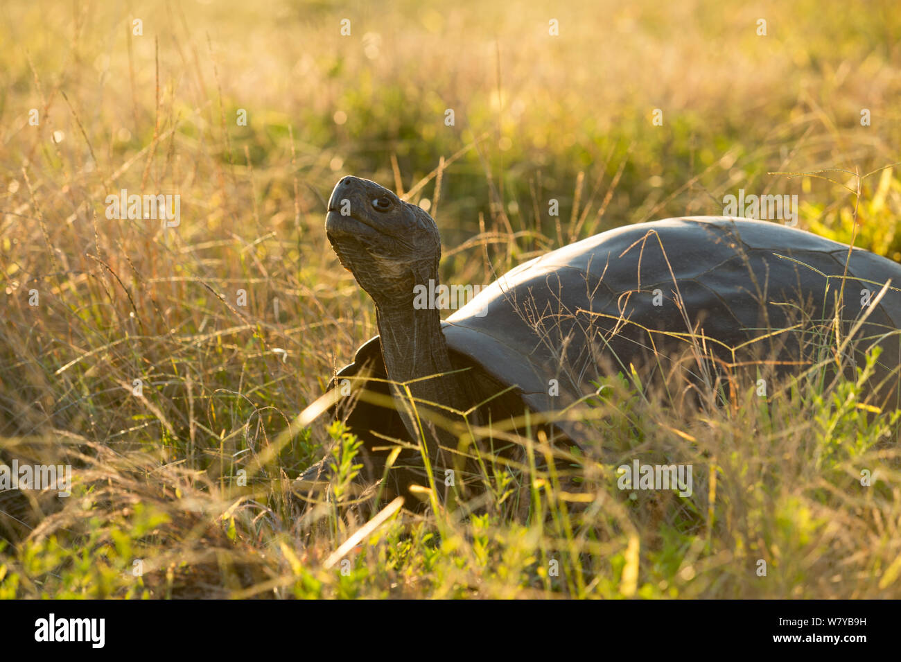 Alcedo Galapagos tortoise (Chelonoidis nigra vandenburghi) in sunlit ...