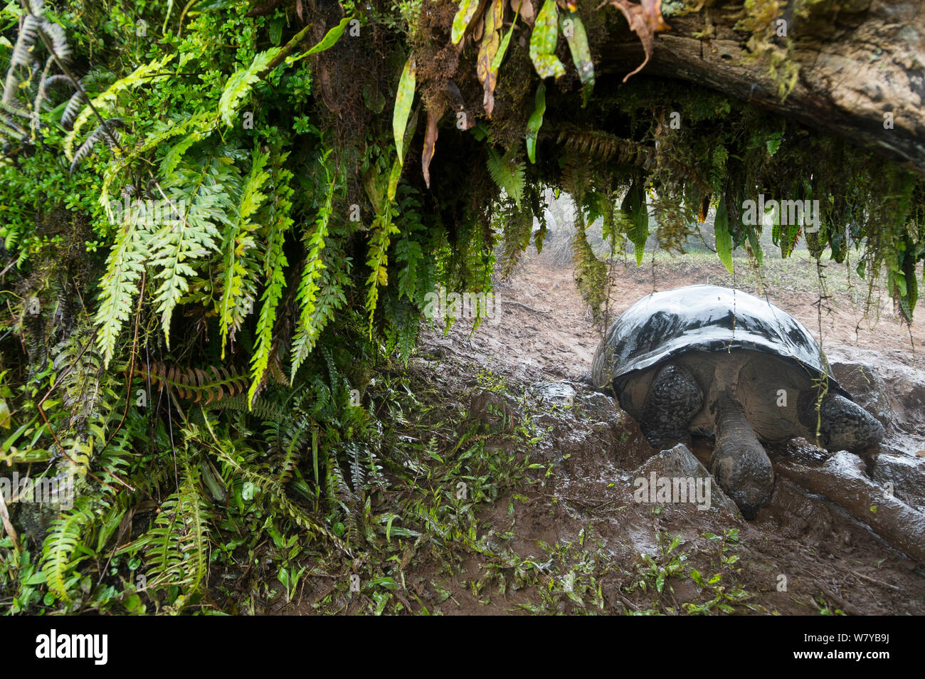 Alcedo Galapagos tortoise (Chelonoidis nigra vandenburghi) wallowing in ...