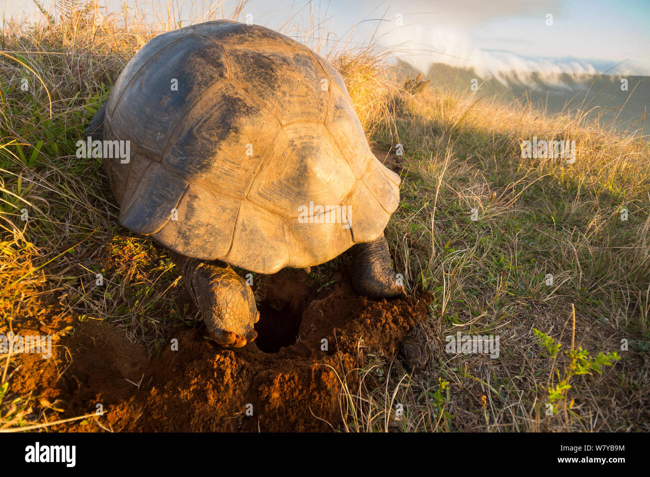 Tortoise egg hi-res stock photography and images - Alamy
