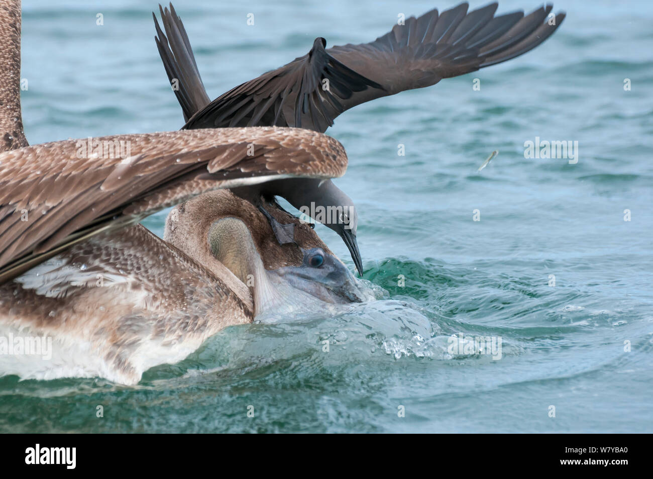 Brown Noddy Stock Photos & Brown Noddy Stock Images - Alamy