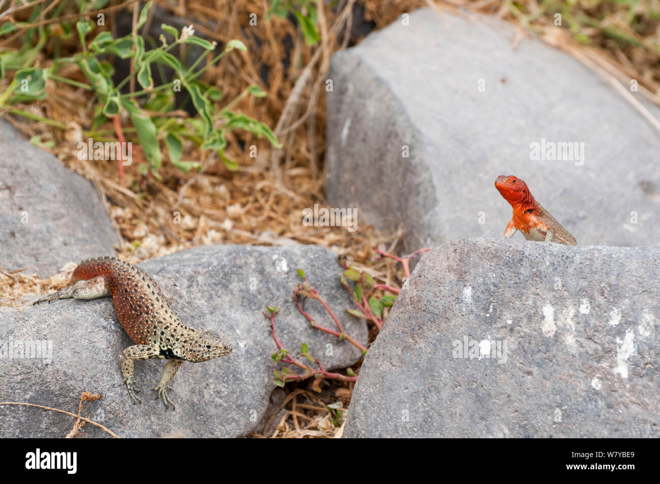 Lizards mating hi-res stock photography and images - Alamy