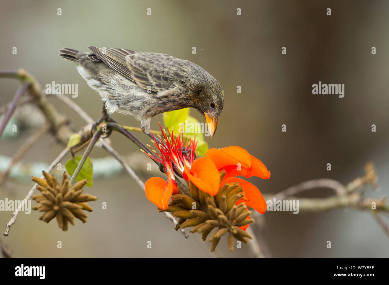 Ground finch cactus hi-res stock photography and images - Alamy