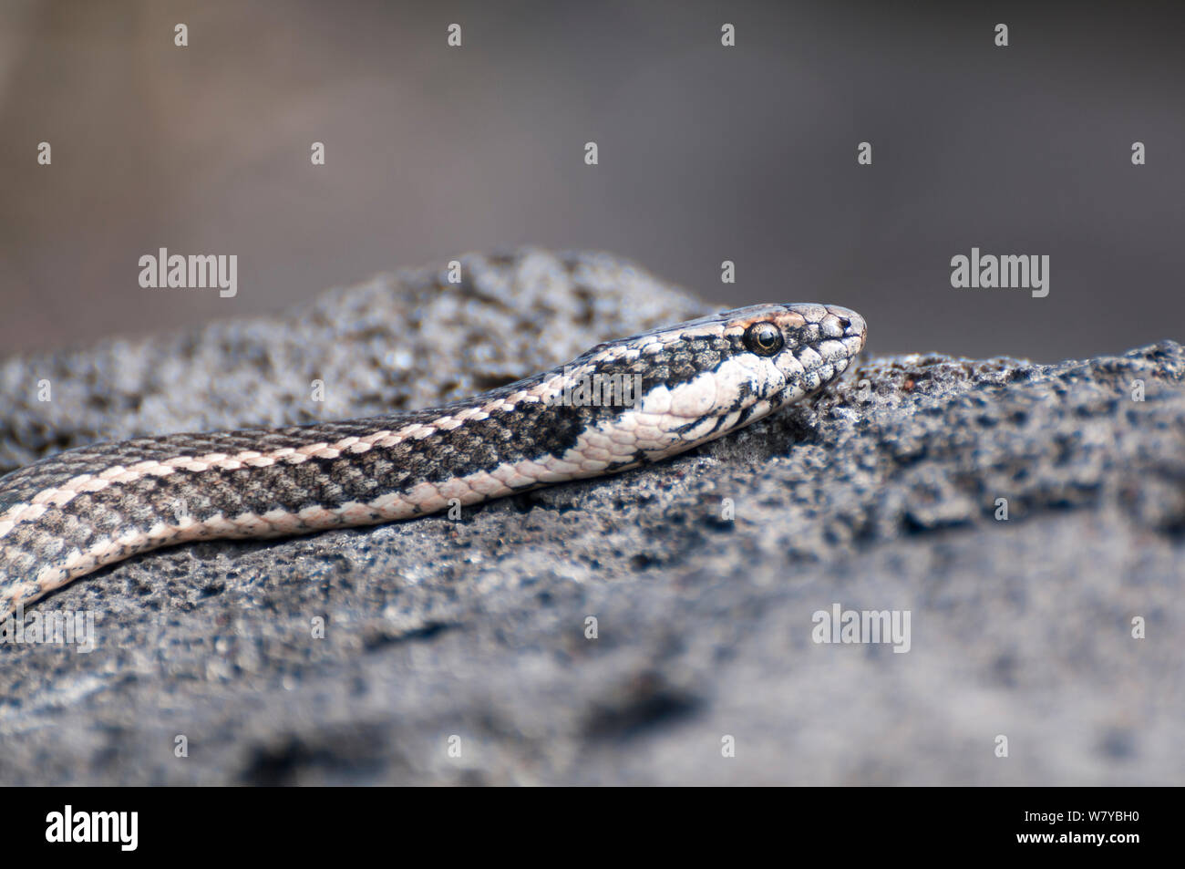 Galapagos Snake High Resolution Stock Photography and Images - Alamy