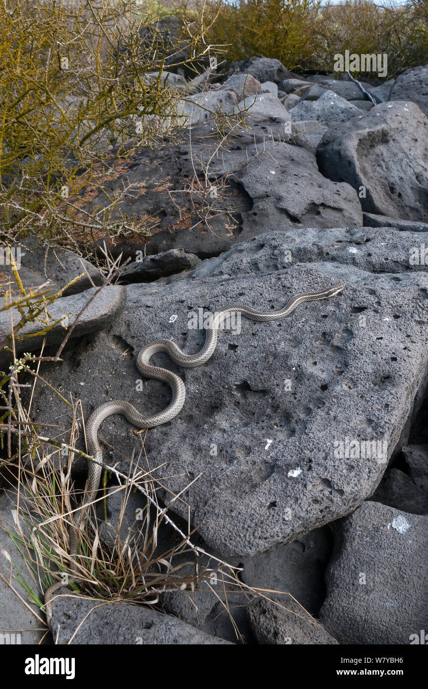 Galapagos Snake High Resolution Stock Photography and Images - Alamy
