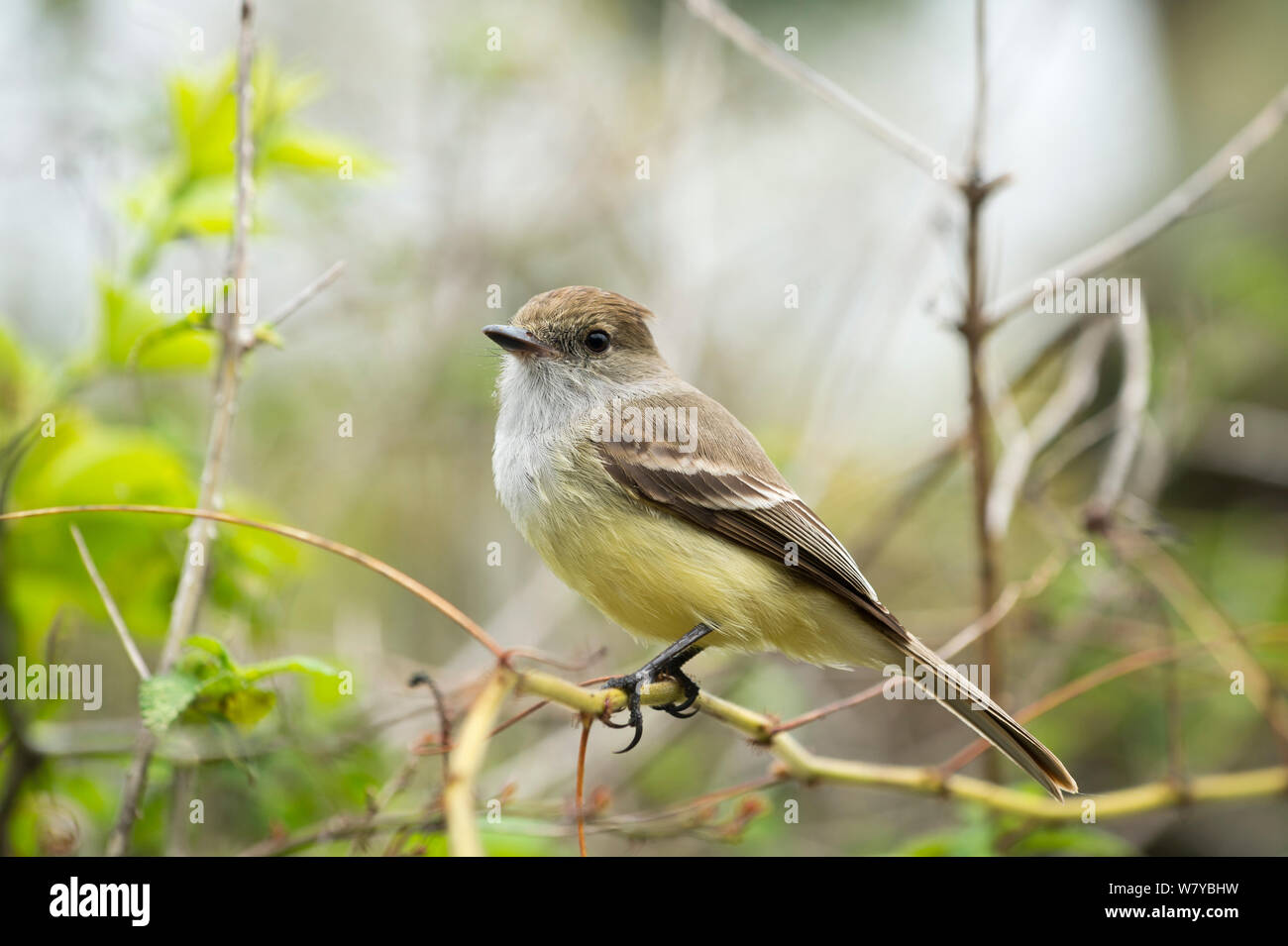 Galapagos flycatcher (Myiarchus magnirostris), Galapagos Stock Photo ...