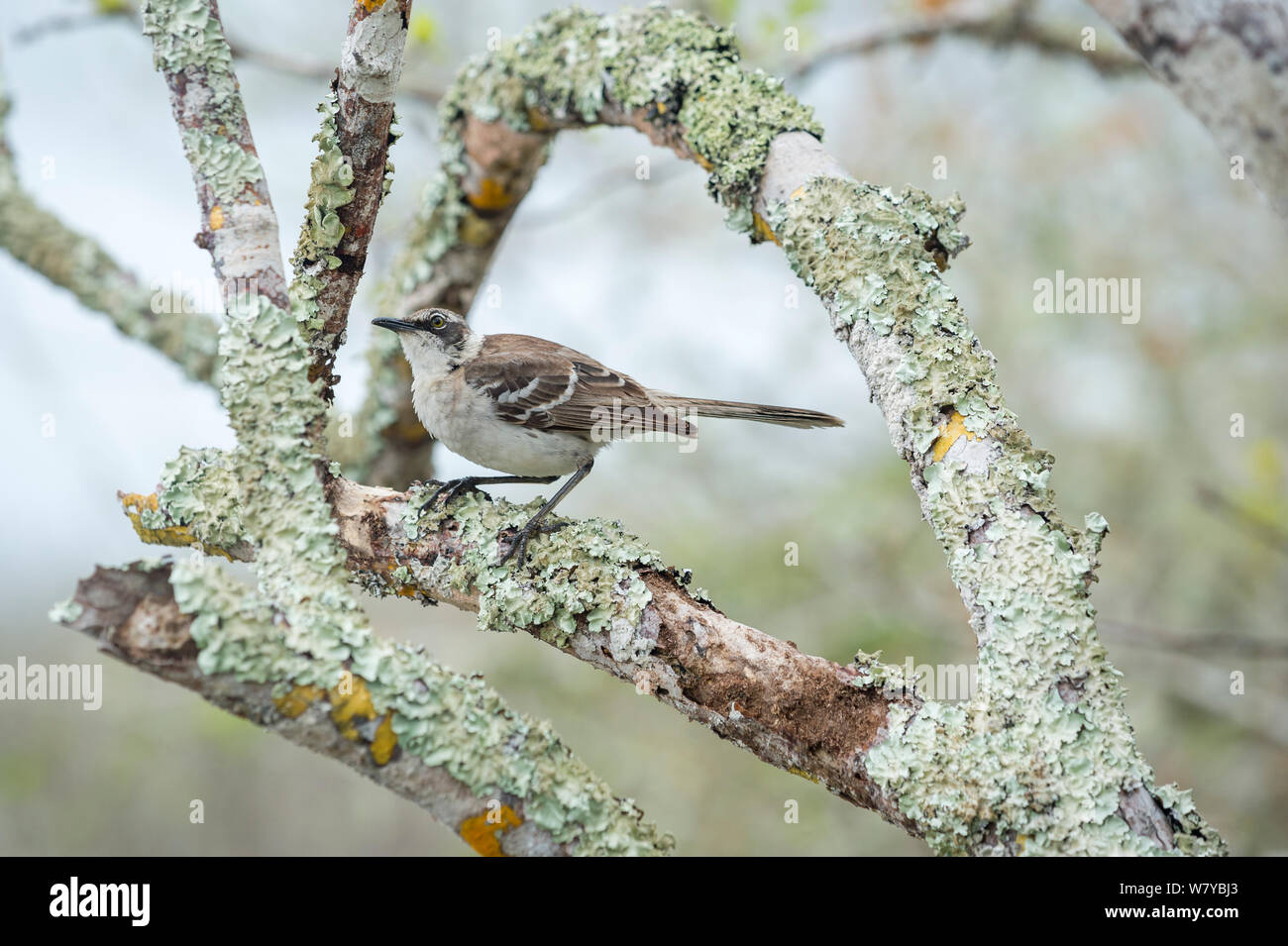 Galapagos mockingbird (Mimus parvulus) on lichen covered branches ...