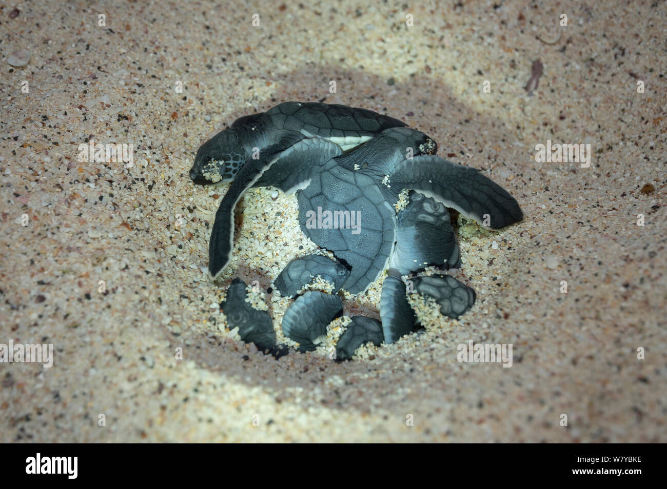 Sea turtle babies hatchlings hi-res stock photography and images - Alamy