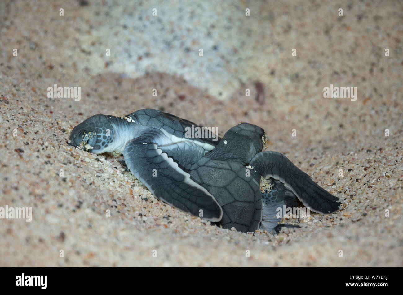 Green sea turtle hatchlings hi-res stock photography and images - Alamy