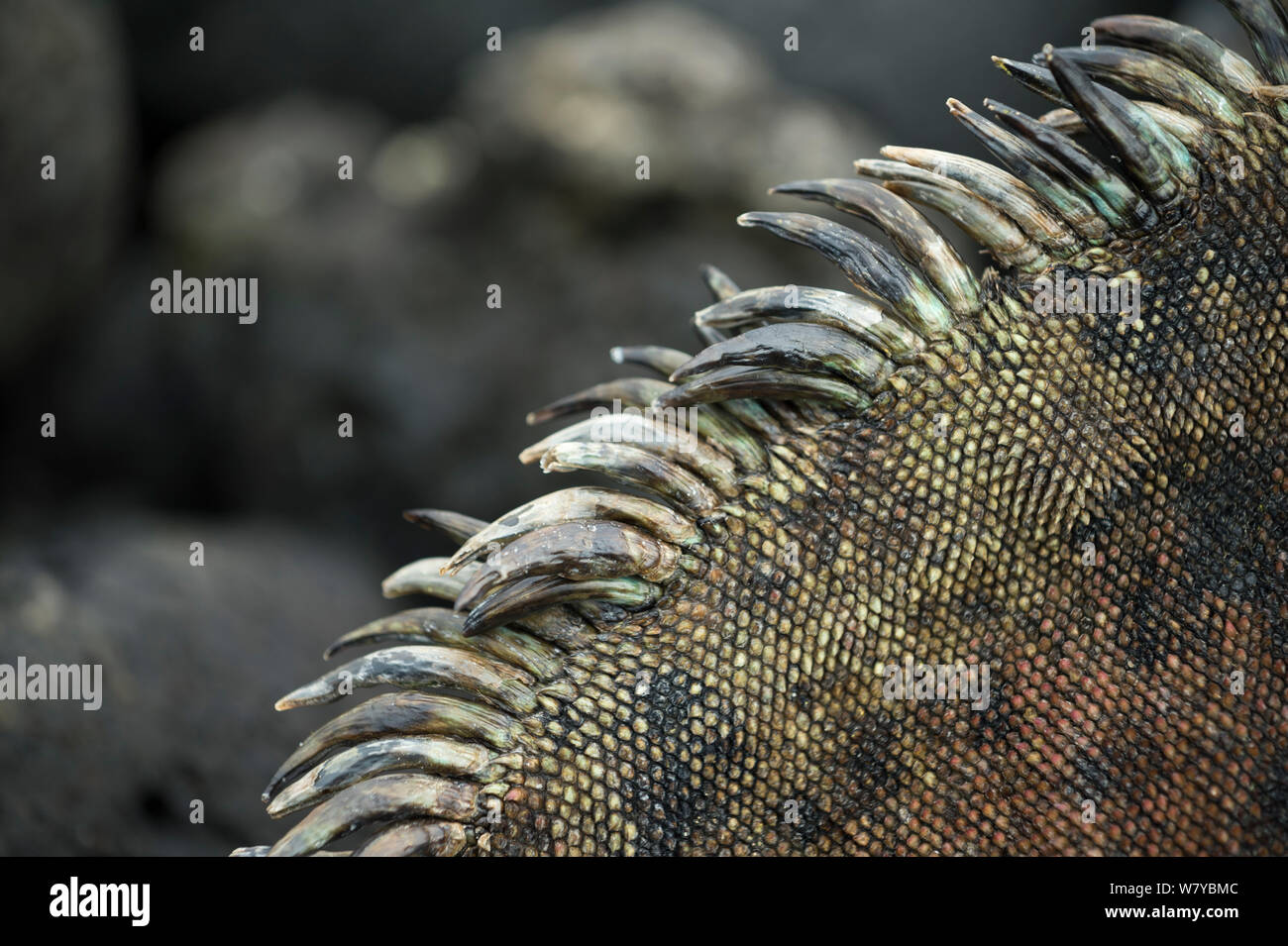 Marine iguana (Amblyrhynchus cristatus) close up of spines, Galapagos ...