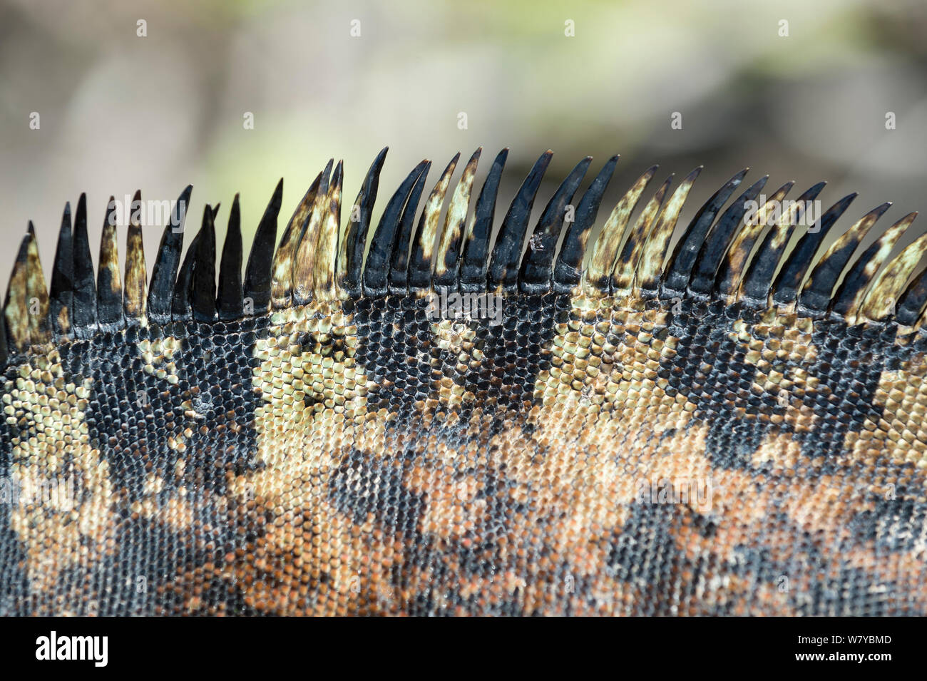 Marine iguana (Amblyrhynchus cristatus) close up of spines, Galapagos ...