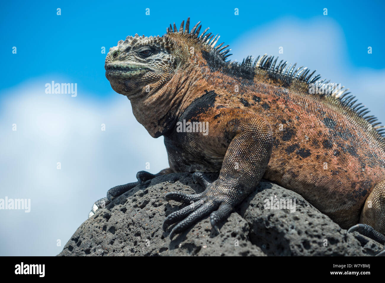 Marine iguana (Amblyrhynchus cristatus) on shore, Galapagos Stock Photo ...