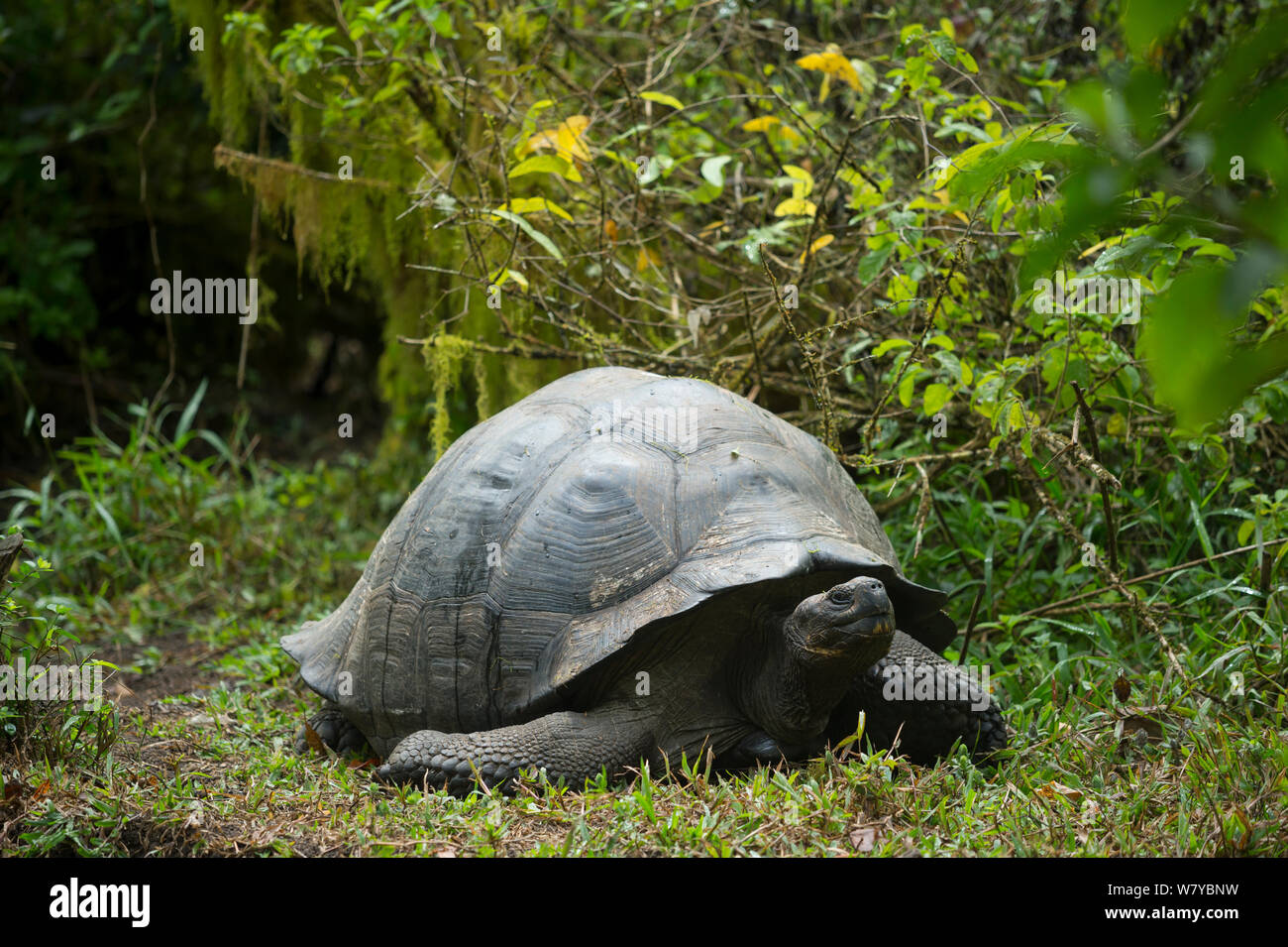 Santa Cruz Galapagos tortoise (Chelonoidis nigra porteri), Santa Cruz ...